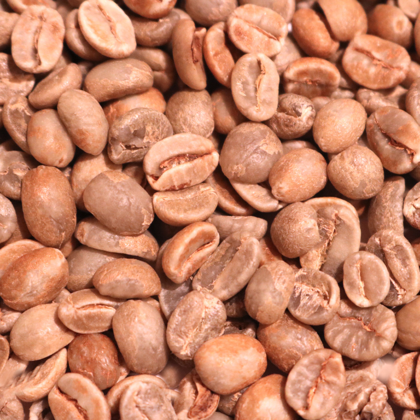 Honduras Organic 18 Rabbit Marcala Washed - Rancher by Coffee Bean Corral