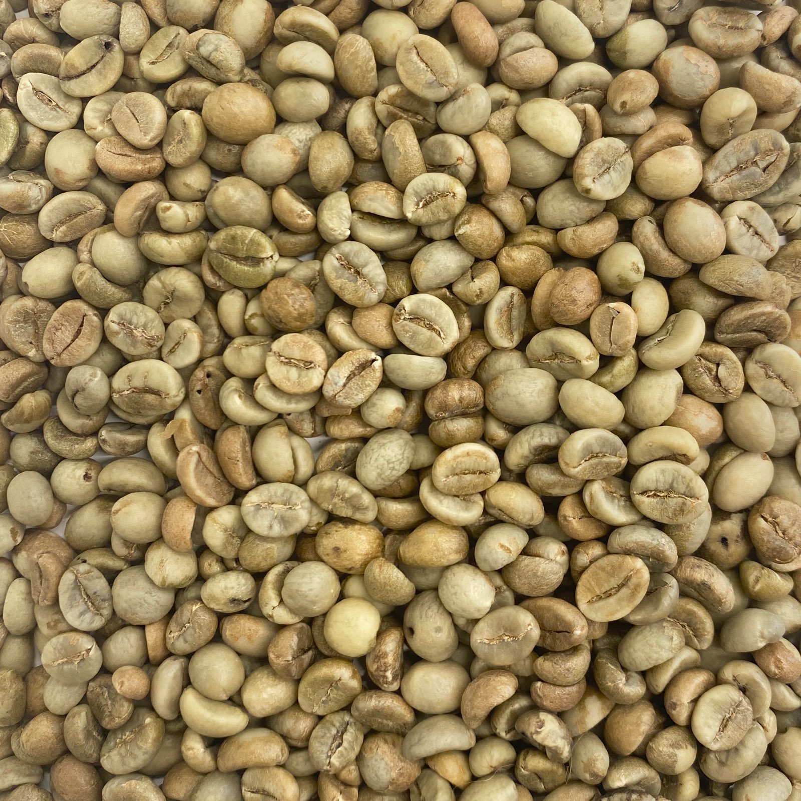 Guatemala Robusta Washed - Rancher by Coffee Bean Corral