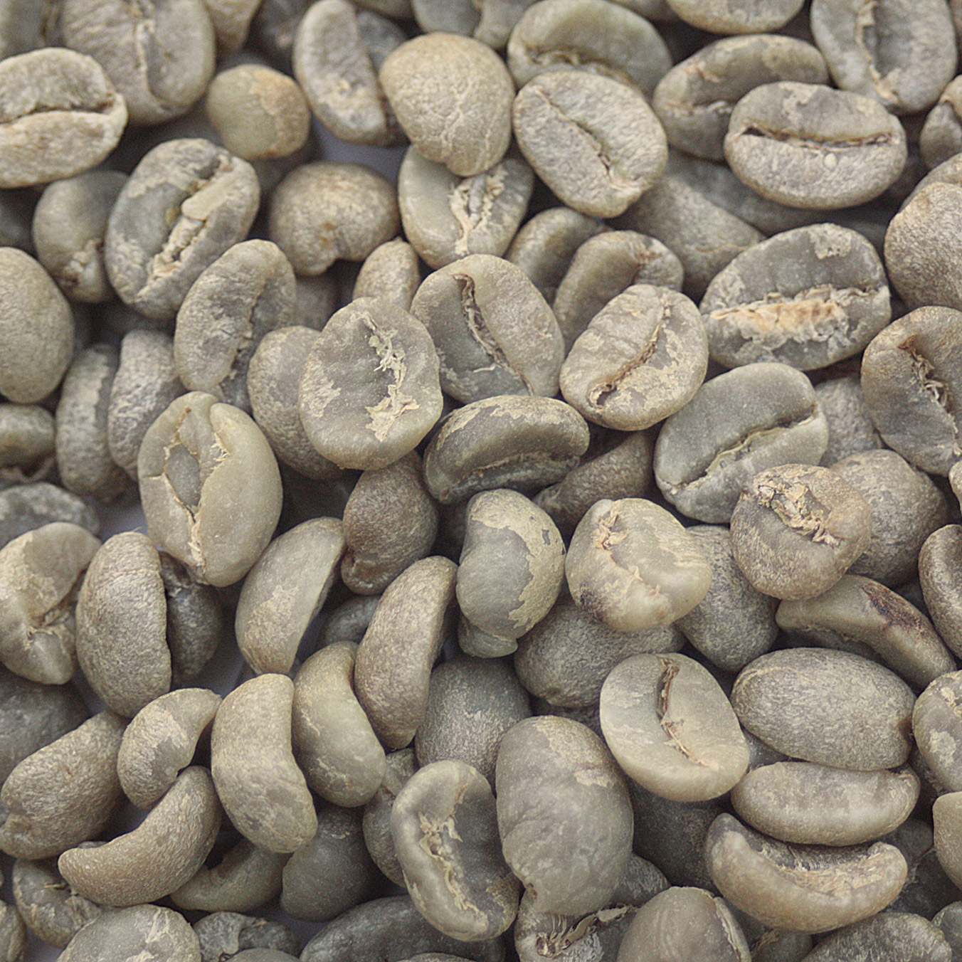 Kenya AA Select Plus - Rancher by Coffee Bean Corral