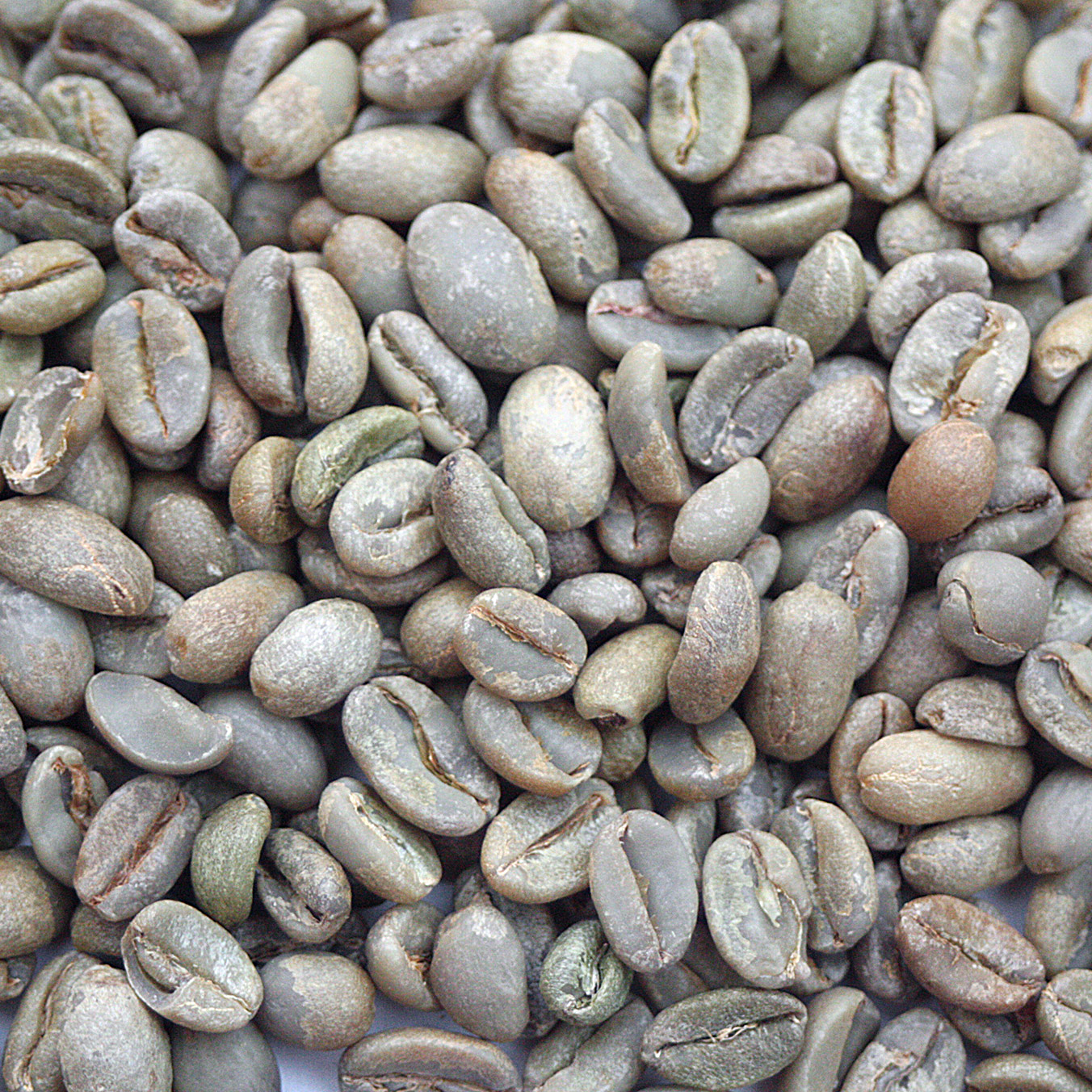 Ethiopian Longberry Deep Blue Harrar - Rancher by Coffee Bean Corral