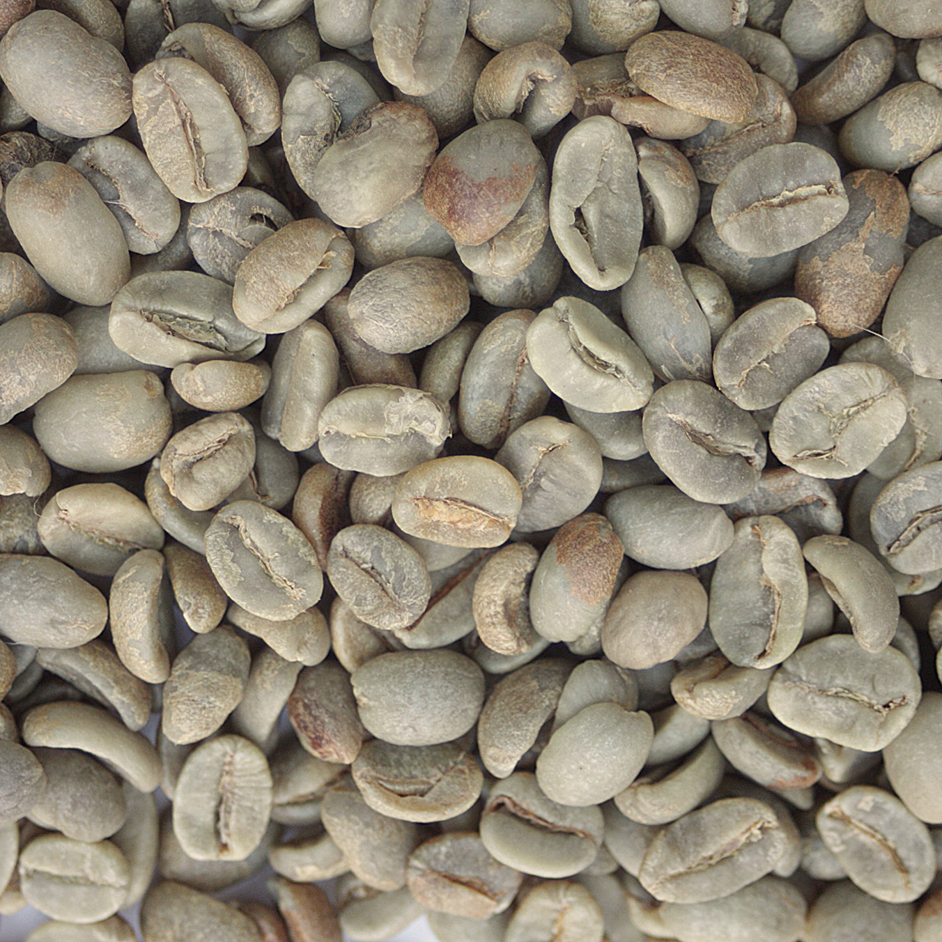 Mexican Organic Chiapas Green Coffee Beans - Rancher by Coffee Bean Corral